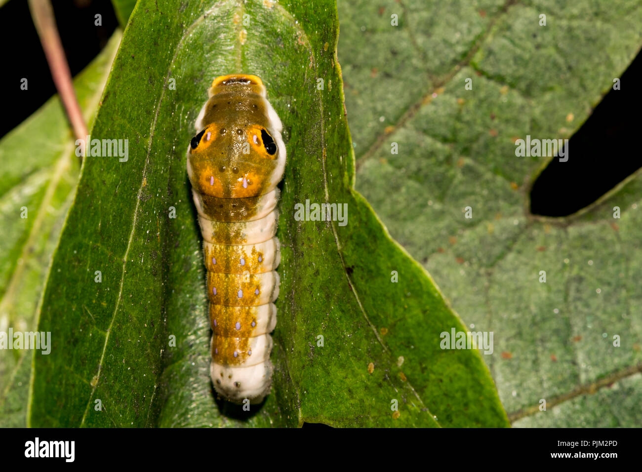 Early Instar Spicebush Swallowtail Caterpillar (Papilio troilus Stock ...
