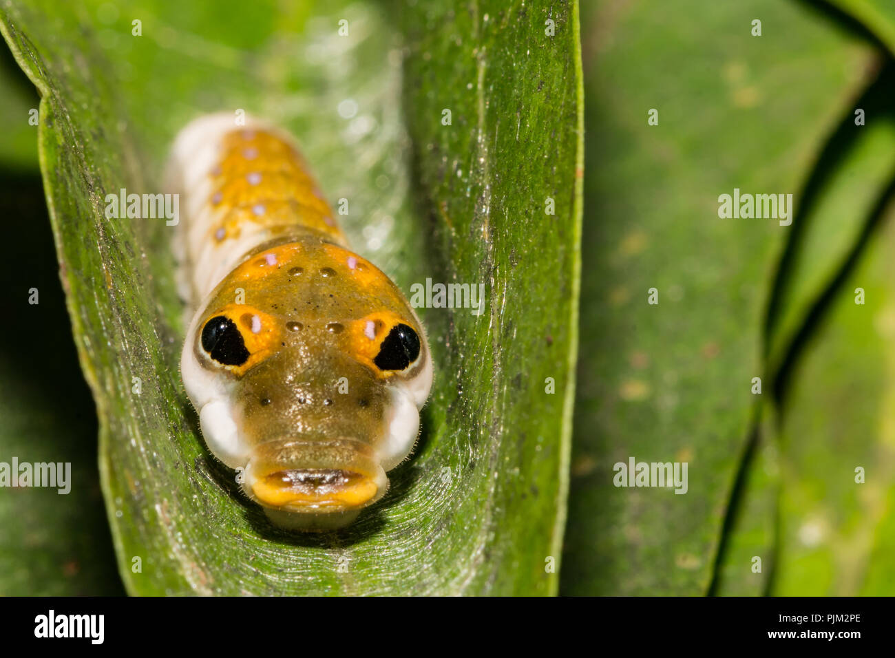 Early Instar Spicebush Swallowtail Caterpillar (Papilio troilus Stock ...