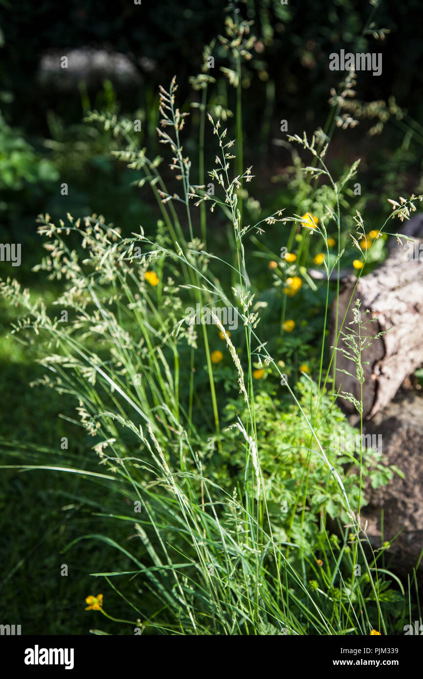 Grasses in natural garden hi-res stock photography and images - Alamy