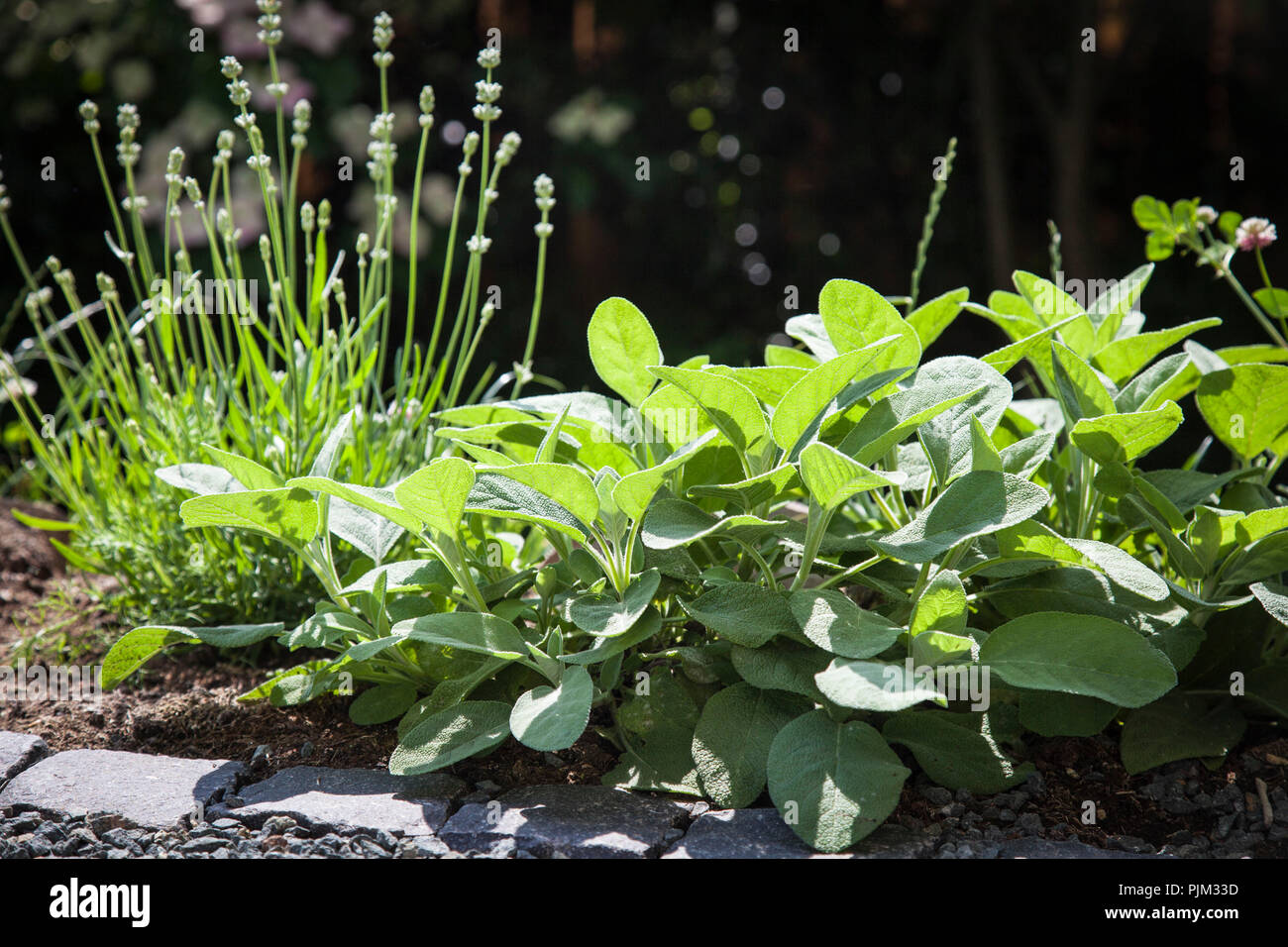 Sage and lavender in herb bed, close-up, salvia officinalis Stock Photo ...