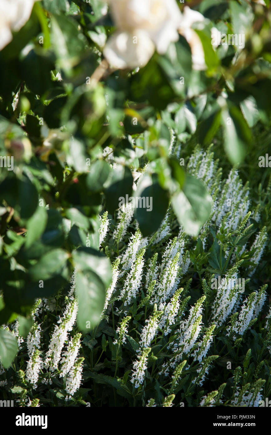 Flowering nectar source plant, close-up Stock Photo - Alamy