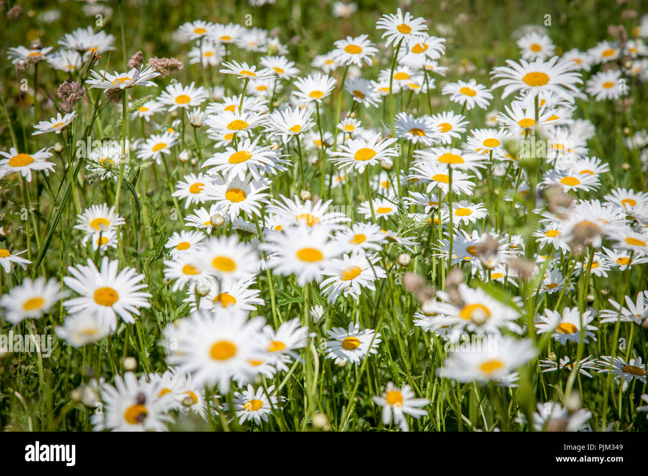 Marguerites flowering hi-res stock photography and images - Alamy