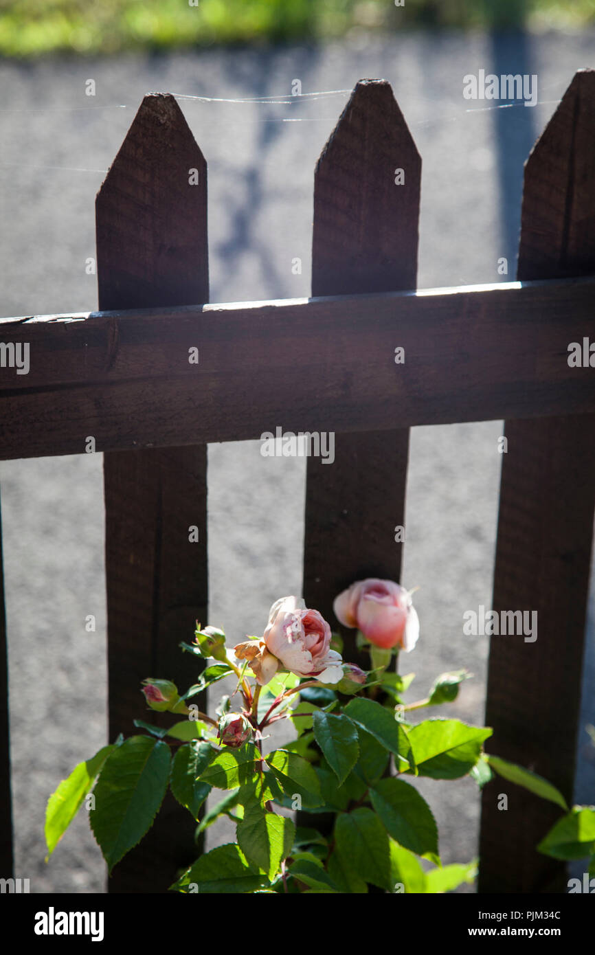 Flowering rose bush hi-res stock photography and images - Alamy