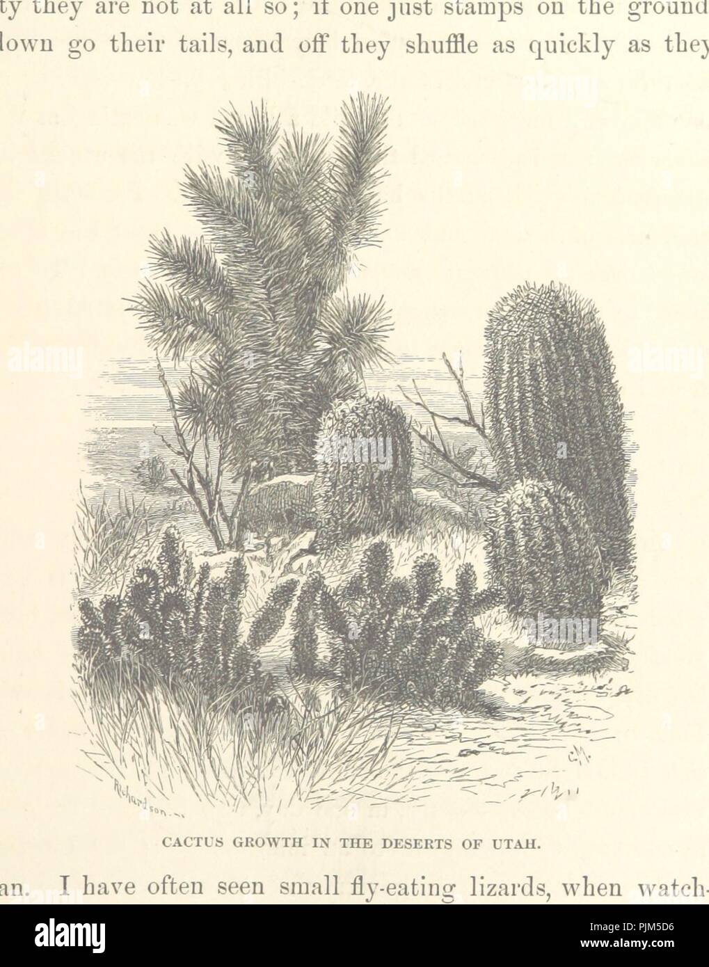 Image from page 67 of 'What Mr. Darwin saw in his Voyage round The ...