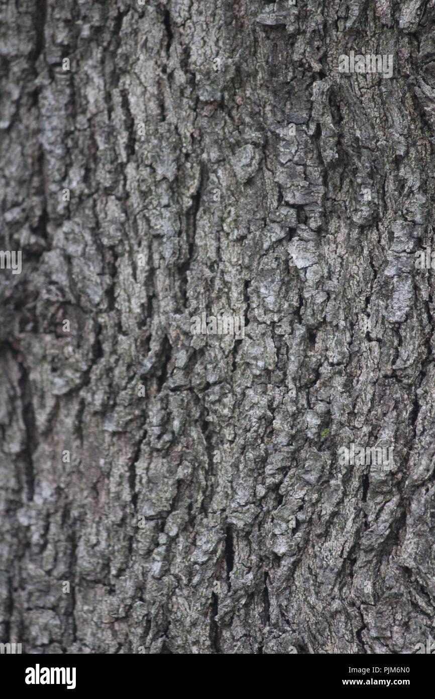 Trunk and bark of casuarina tree in Queanbeyan, NSW, Australia Stock ...