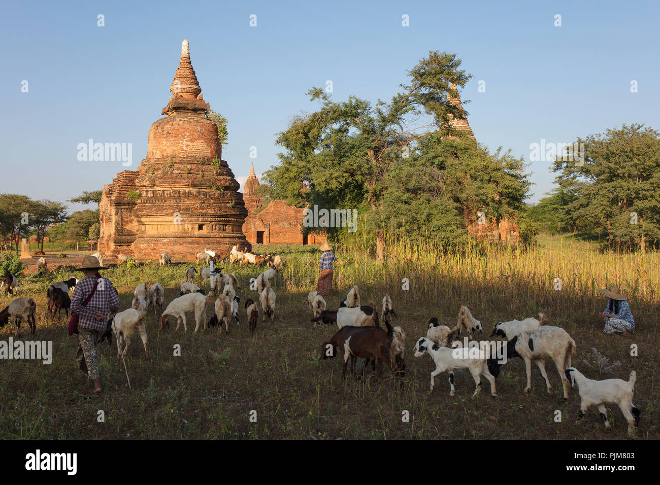Burmese farmers with their goats near one of the ancient temples of the ...
