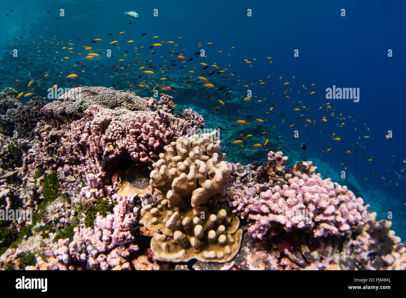 Diving on the reef of Millennium atoll in Kiribati showing the dead ...