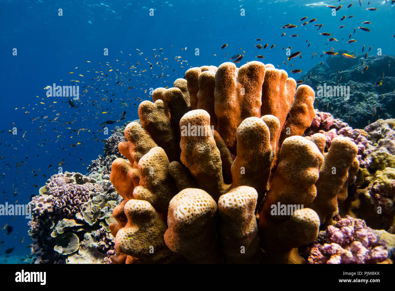 Diving on the reef of Millennium atoll in Kiribati showing the dead ...