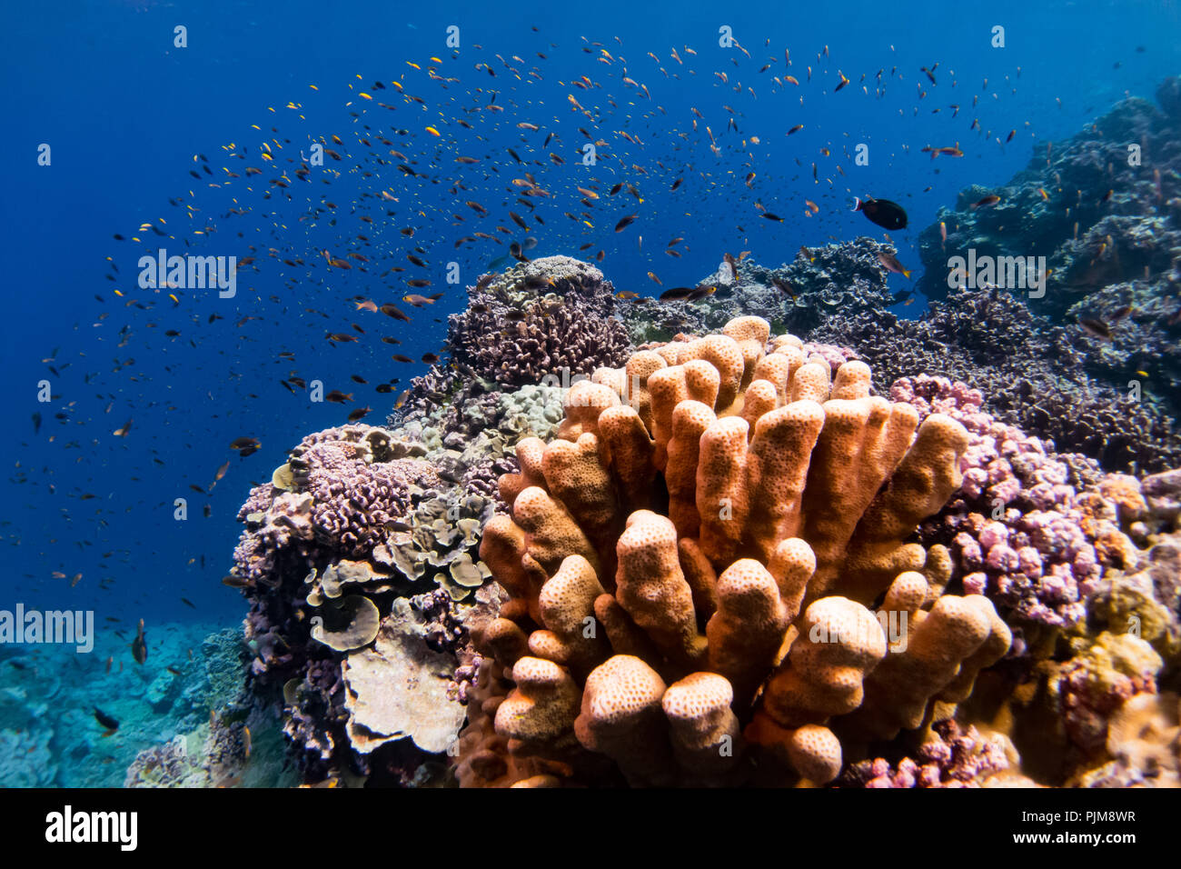 Diving on the reef of Millennium atoll in Kiribati showing the dead ...