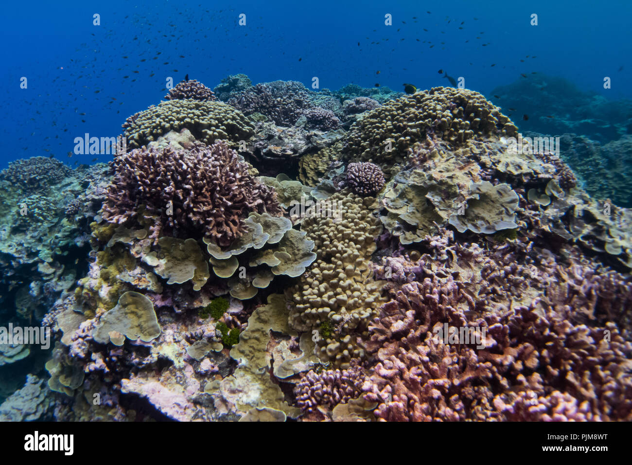Diving on the reef of Millennium atoll in Kiribati showing the dead ...