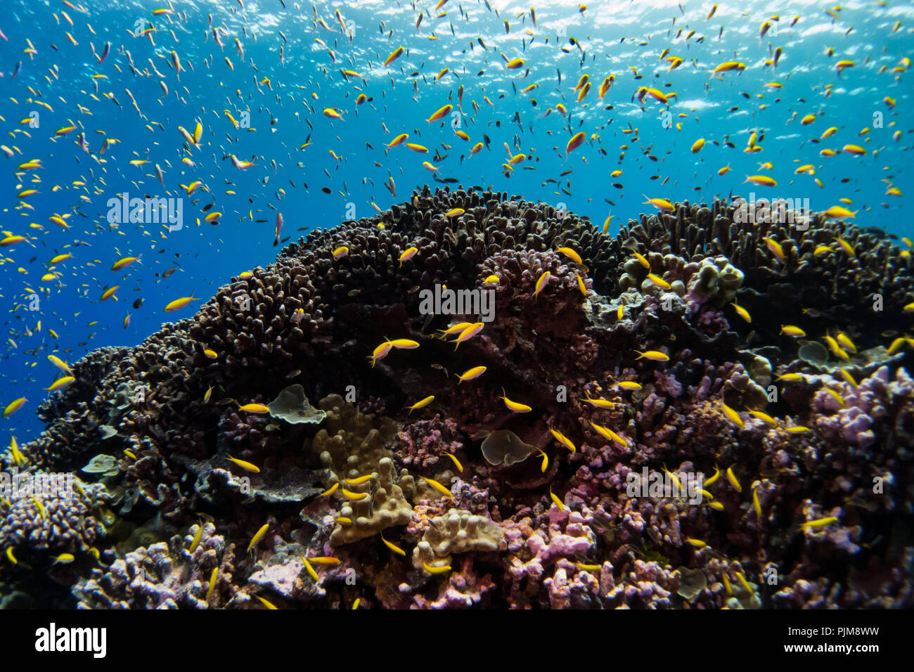 Diving on the reef of Millennium atoll in Kiribati showing the dead ...