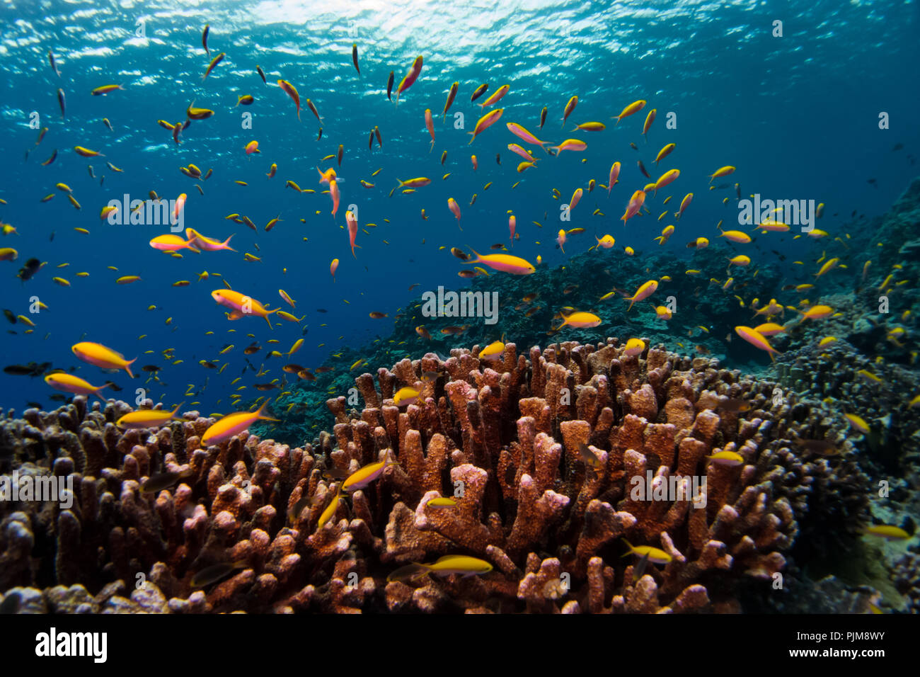 Diving on the reef of Millennium atoll in Kiribati showing the dead ...