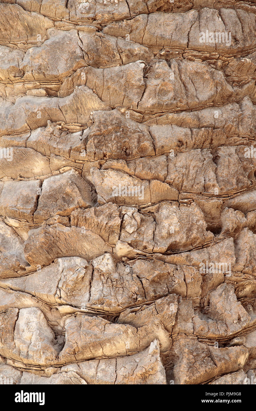 detail in vertical view on foreground of the cortex of a palm tree ...