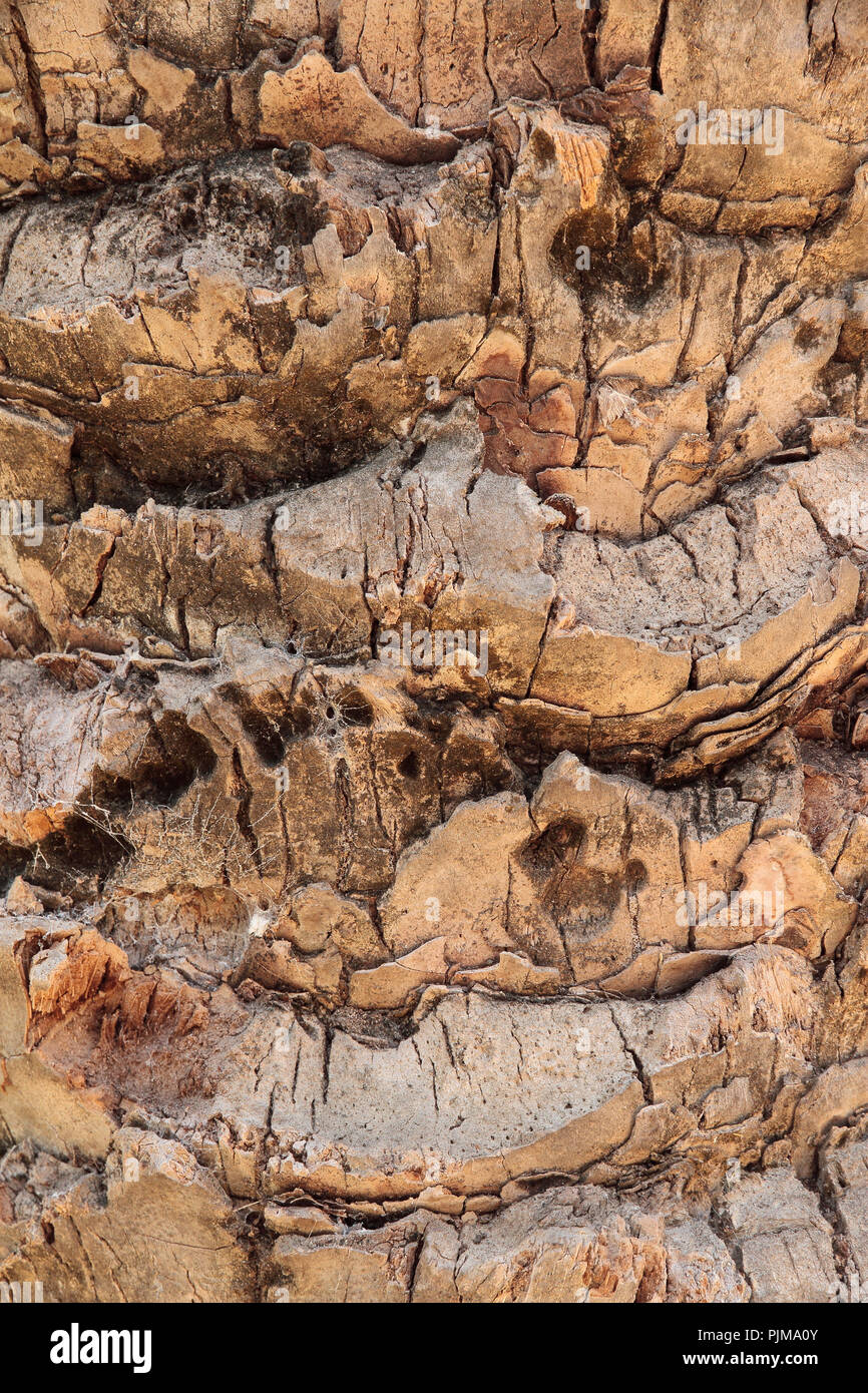 detail in vertical view on foreground of the cortex of a palm tree ...