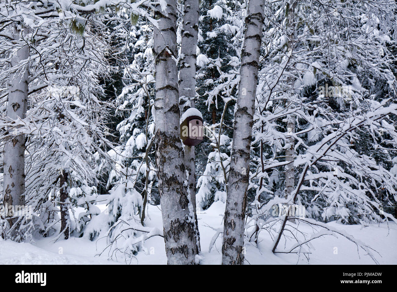 Nesting box in forest hi-res stock photography and images - Alamy