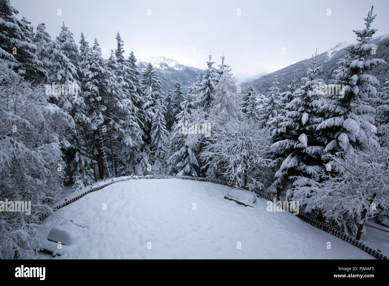 deep snowy winter forest in the Ultental Stock Photo - Alamy