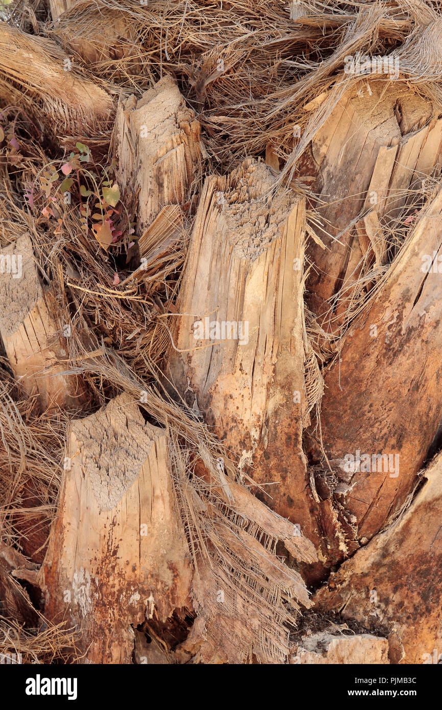 detail in vertical view on foreground of the cortex of a palm tree ...
