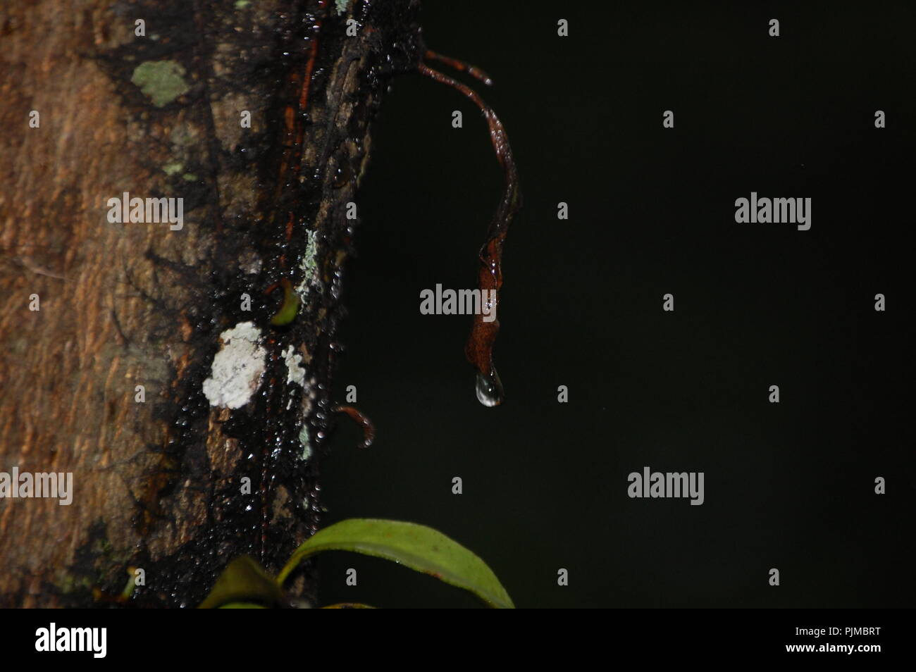 Master of flora hi-res stock photography and images - Alamy