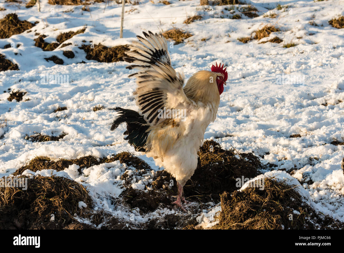 Rooster in the snow Stock Photo - Alamy