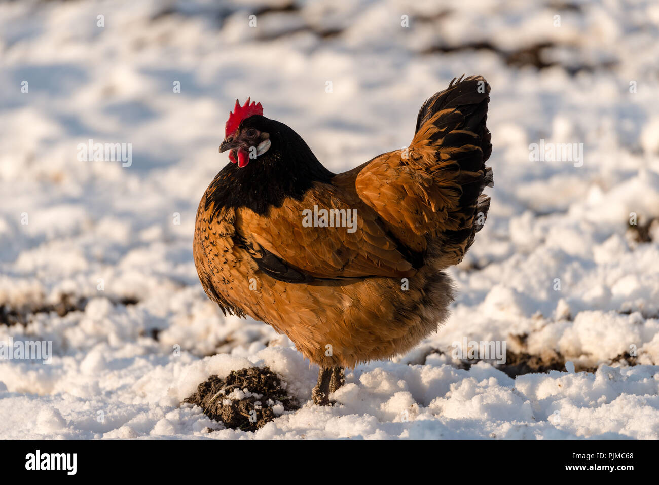 brown chicken in the snow Stock Photo - Alamy