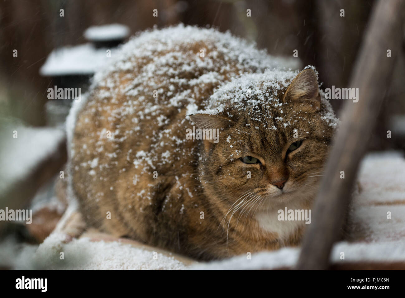 Cat in the snow Stock Photo - Alamy