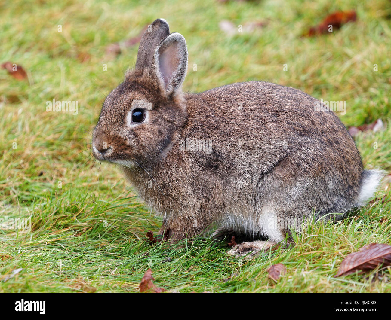 Domestic rabbit, Oryctolagus cuniculus forma domestica, rabbit Stock ...