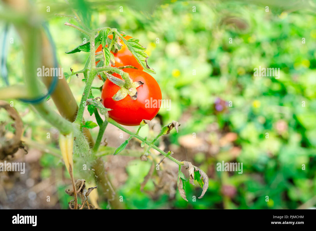Top view of ripe tomatoes growing in home garden Stock Photo - Alamy