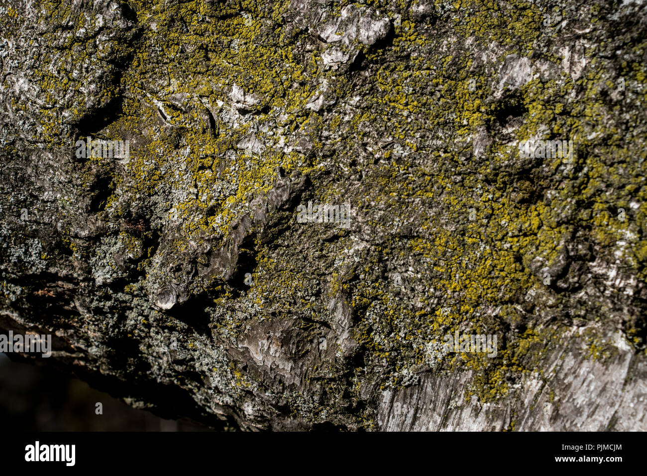 Tree with moss texture. Close up of tree bark Stock Photo - Alamy