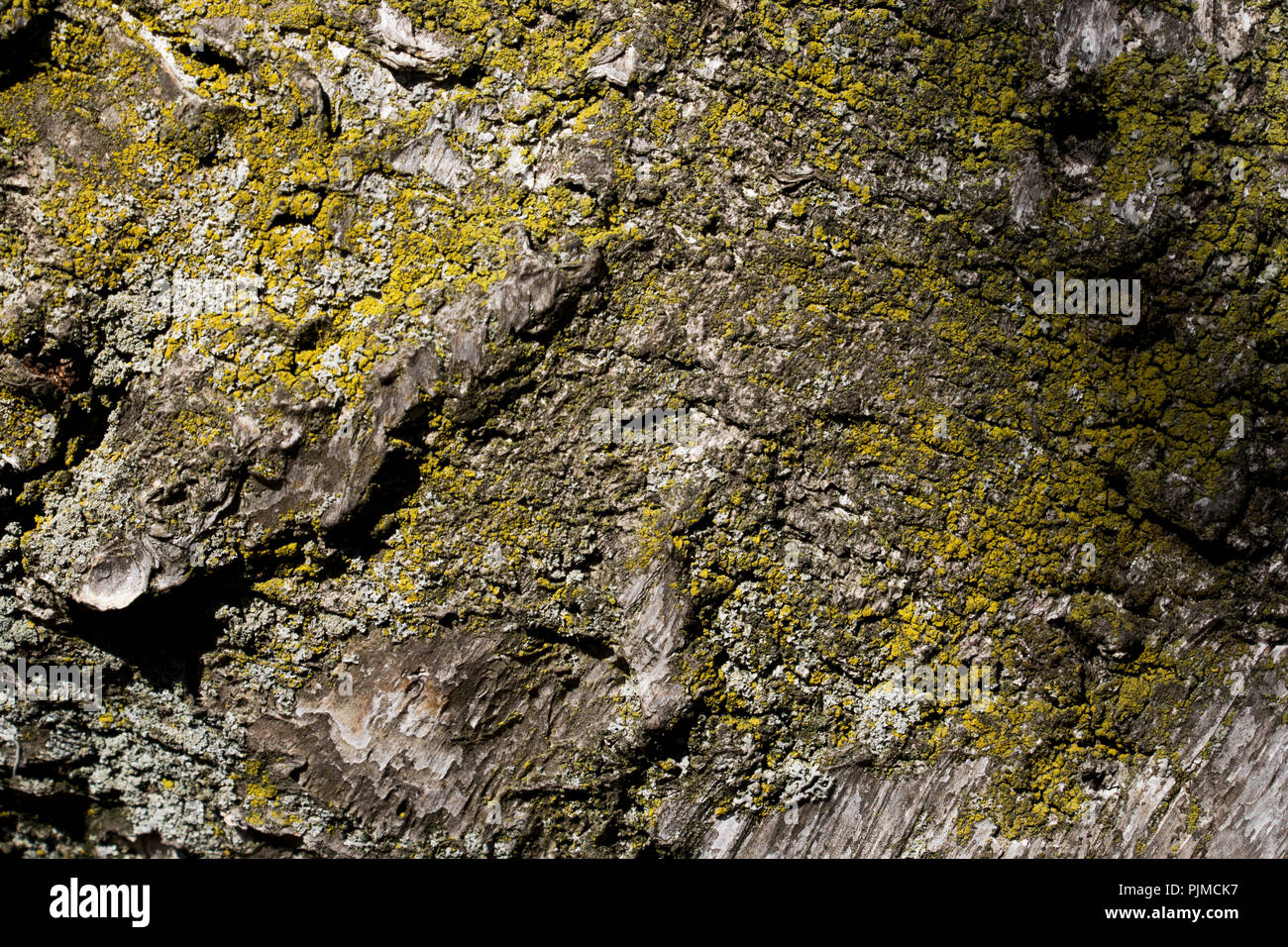 Moss and bark texture of a tree in the forest. Rough and random surface ...