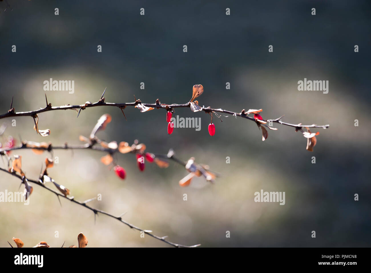 Close up of a tree branch in the forest with small red berries fruiting ...