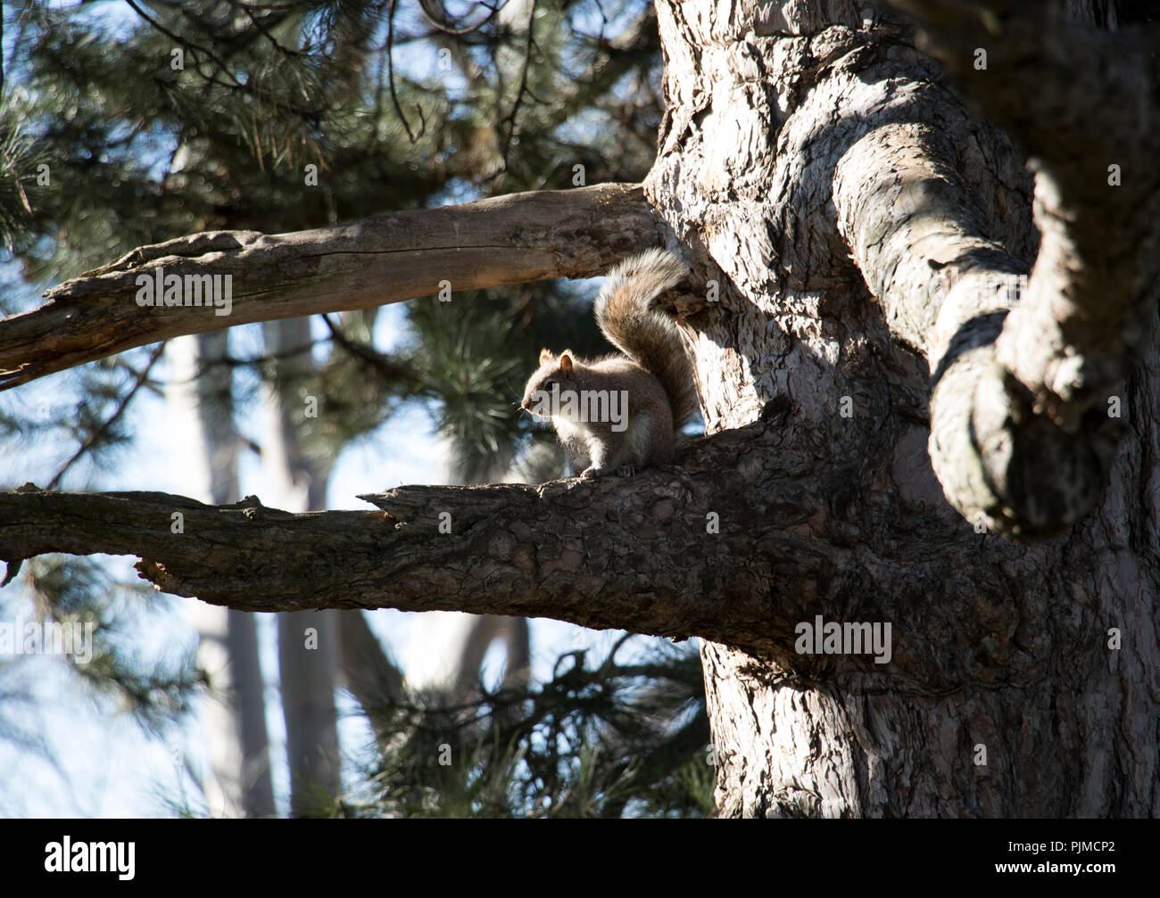 Animal sitting and eating in a tree in a forest. Wild animal in nature ...