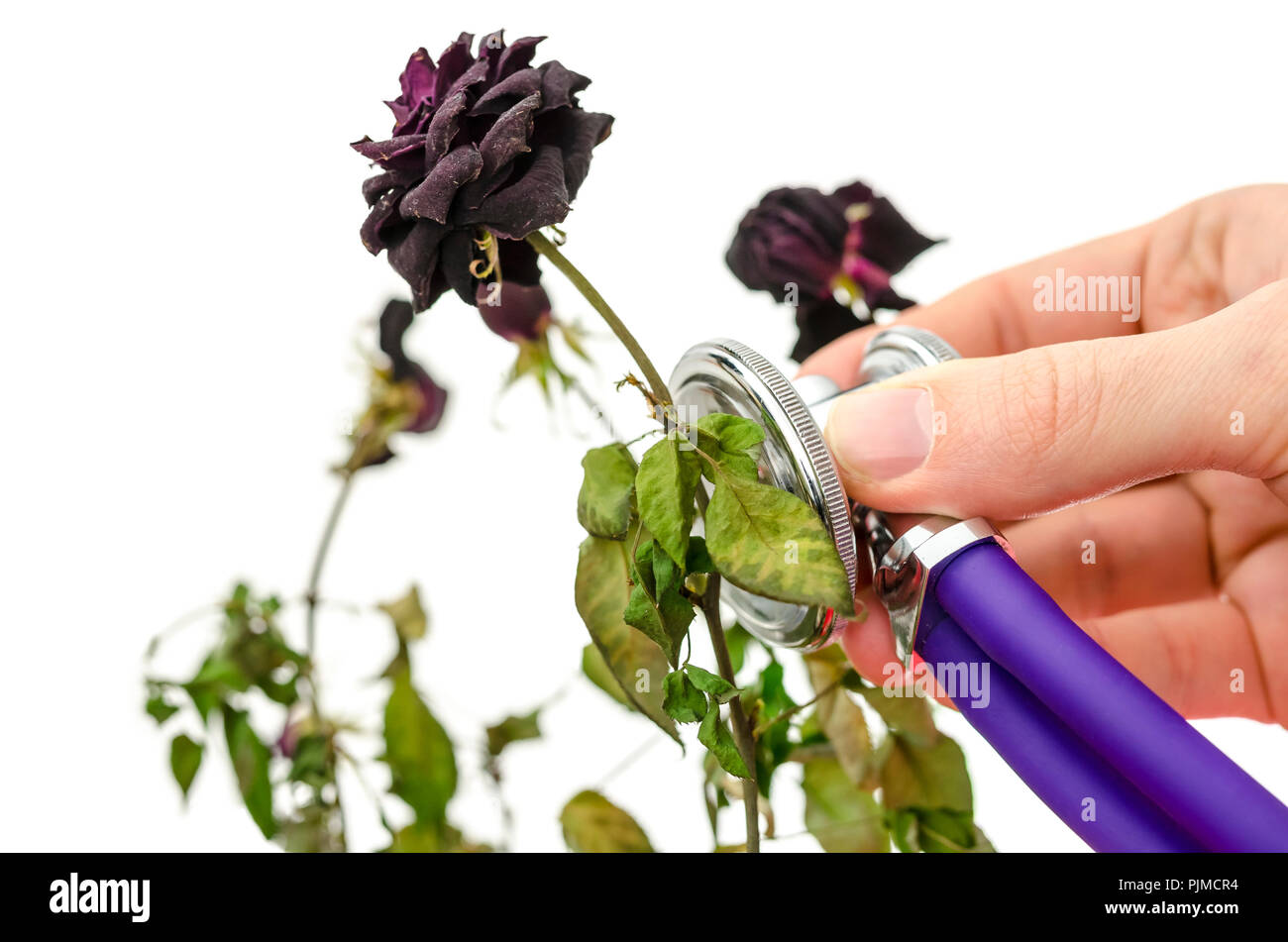 Rescue of a dry rose with medical stethoscope. Concept of saving ...