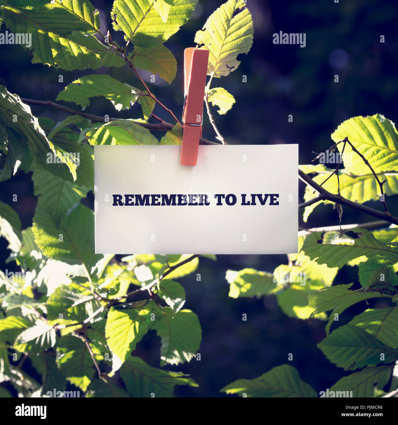 Remember to live inspirational message written on a card attached to a ...