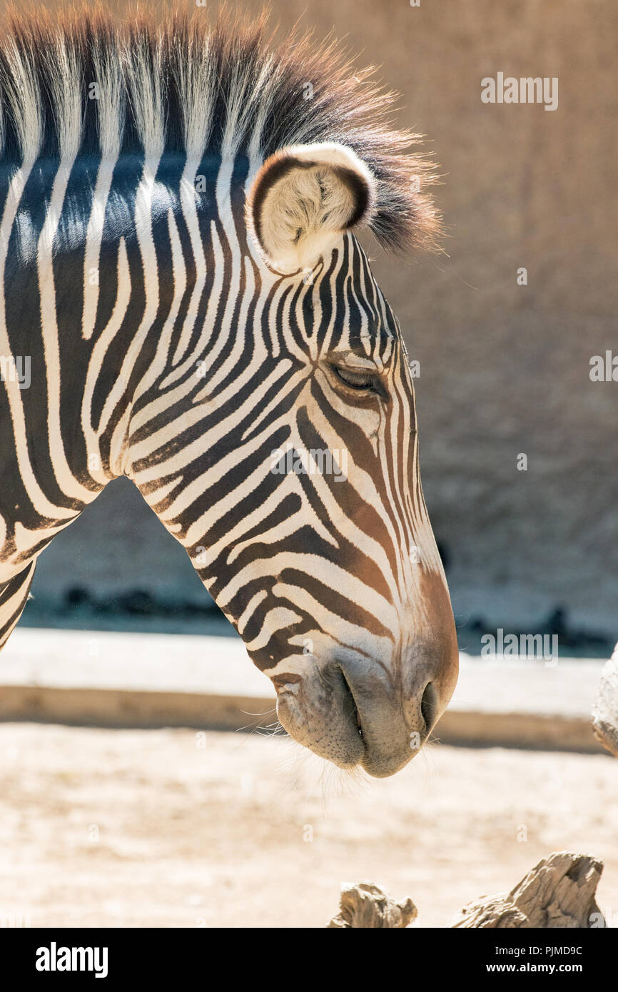 Grevy's Zebra Close-up, captive, Equus grevyi Stock Photo - Alamy