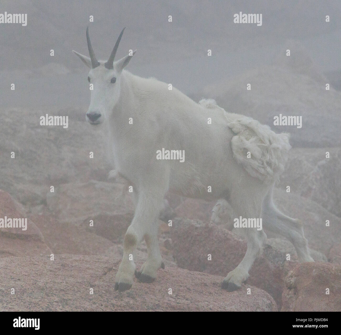 Nice apparition hi-res stock photography and images - Alamy