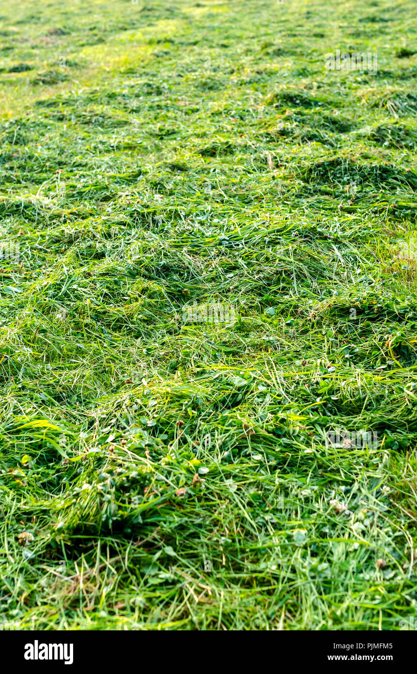 Mowed concept hi-res stock photography and images - Alamy