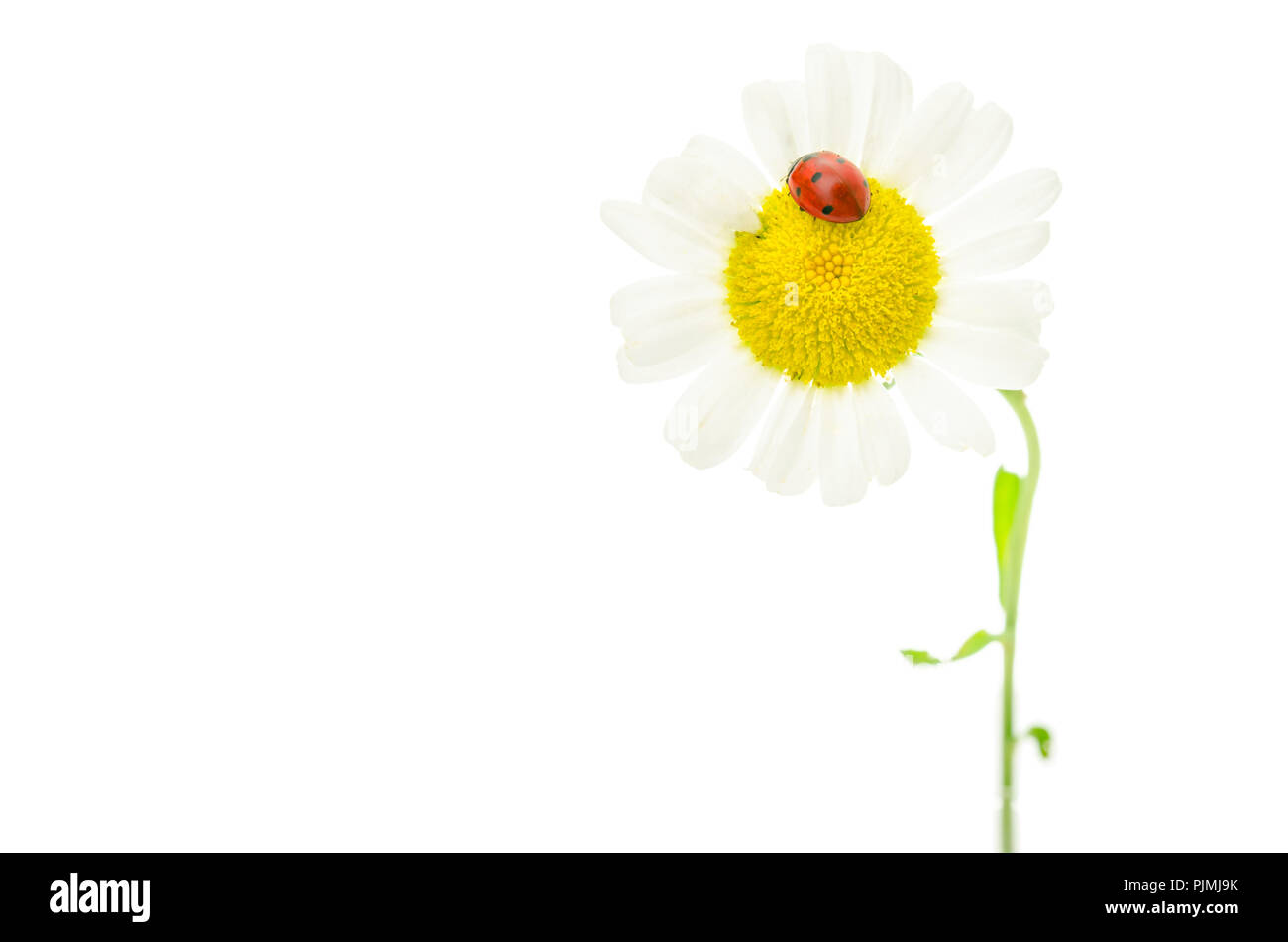 Ladybug sitting on daisy flower. Isolated over white background. Empty ...