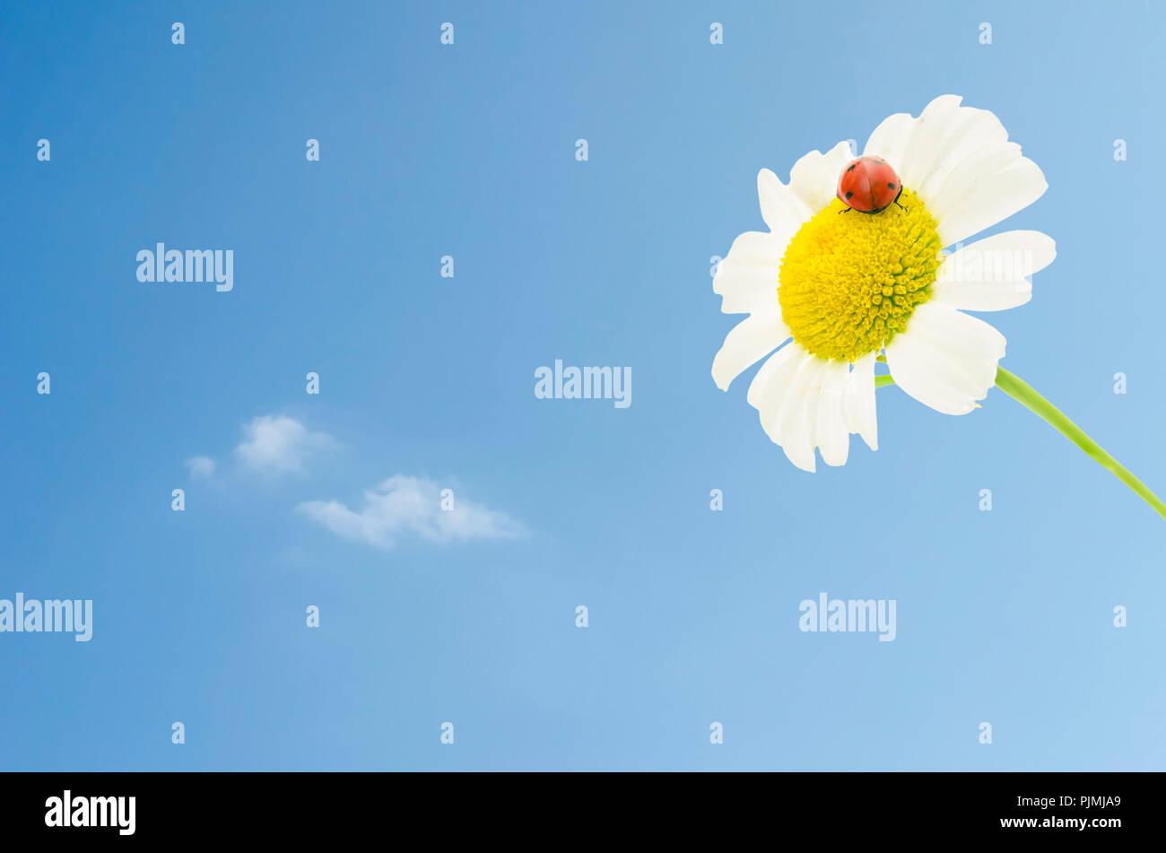 Ladybug sitting on daisy over beautiful blue sky Stock Photo - Alamy