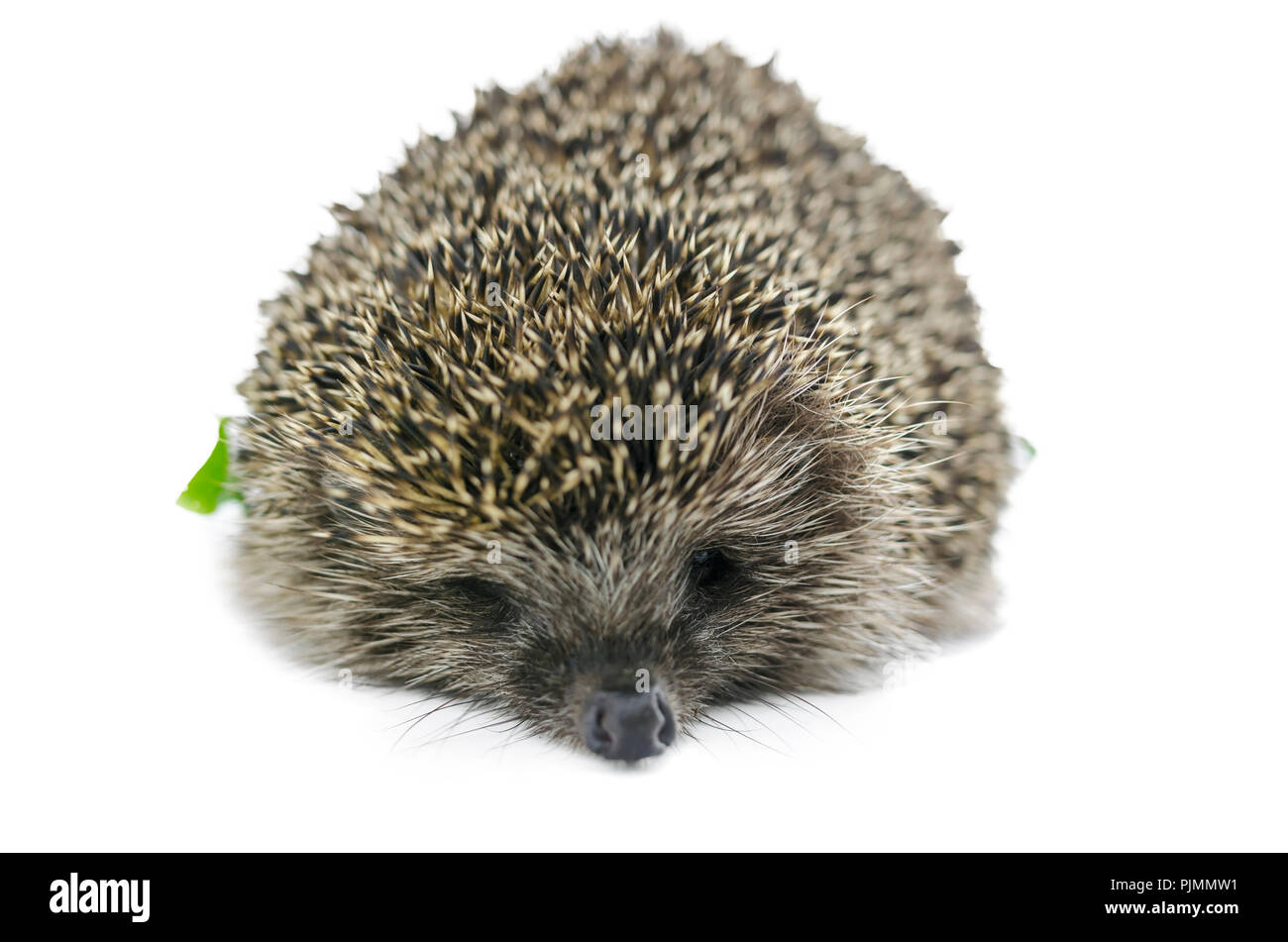 Front view of hedgehog. Isolated over white background Stock Photo - Alamy