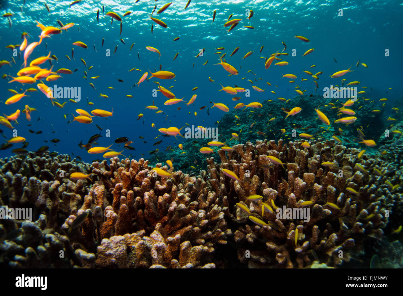 Diving on the reef of Millennium atoll in Kiribati showing the dead ...