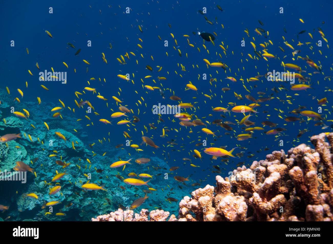 Diving on the reef of Millennium atoll in Kiribati showing the dead ...