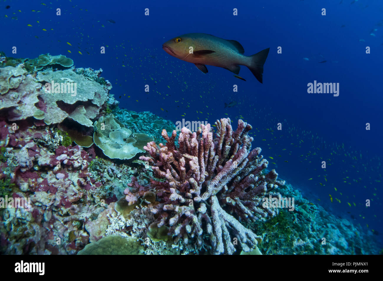 Diving on the reef of Millennium atoll in Kiribati showing the dead ...