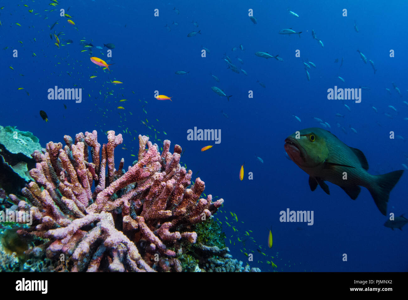 Diving on the reef of Millennium atoll in Kiribati showing the dead ...