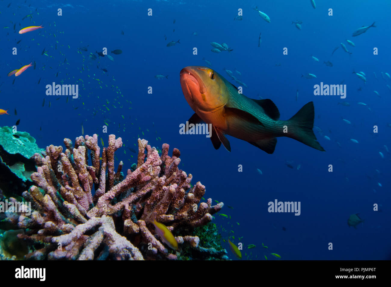 Diving on the reef of Millennium atoll in Kiribati showing the dead ...