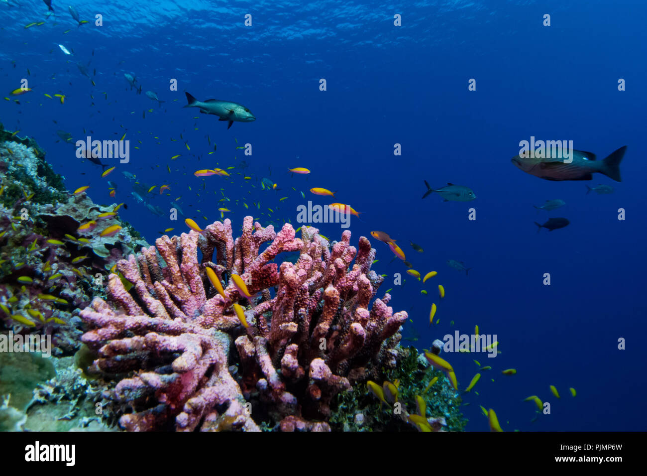 Diving on the reef of Millennium atoll in Kiribati showing the dead ...