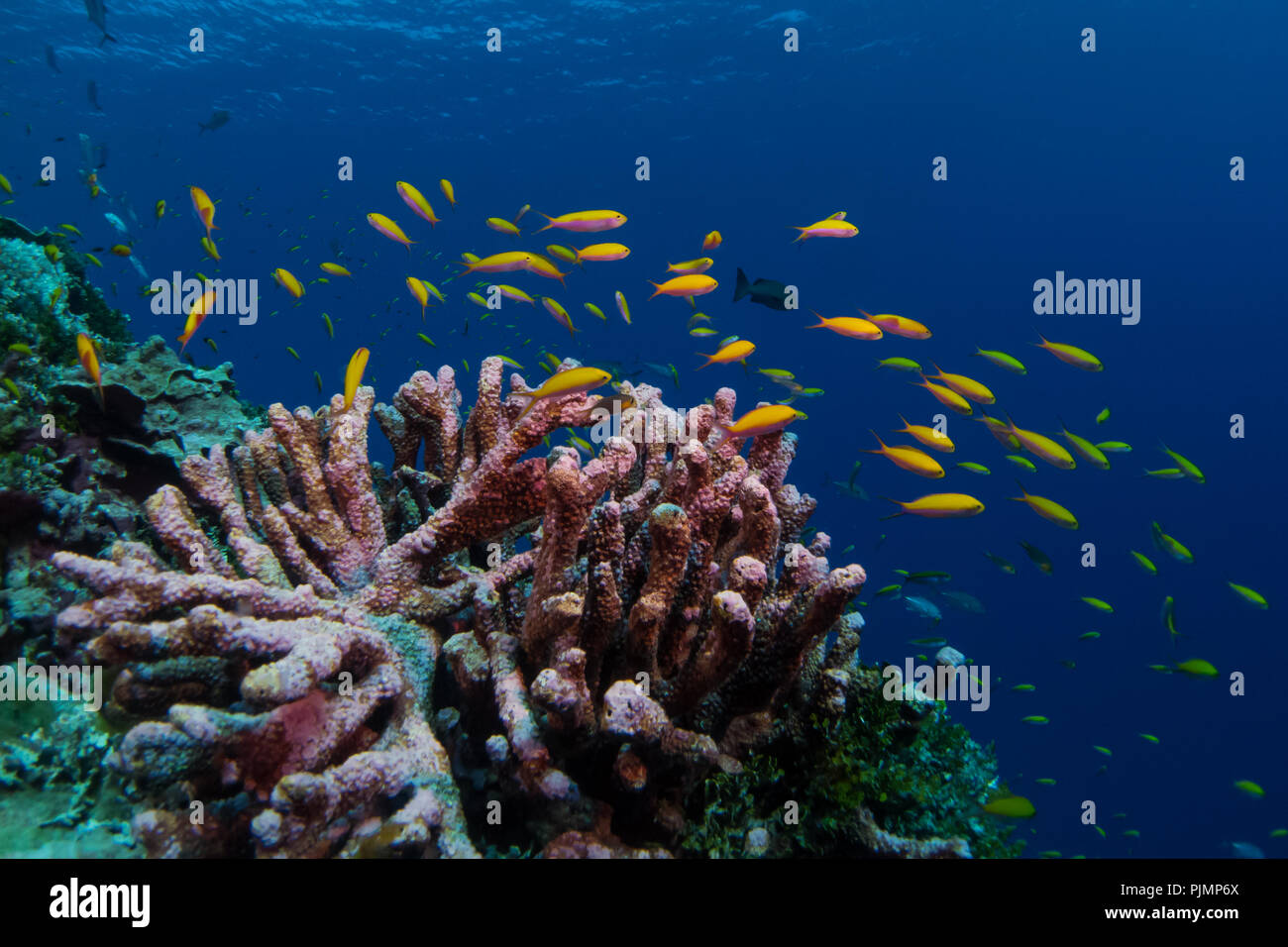 Diving on the reef of Millennium atoll in Kiribati showing the dead ...