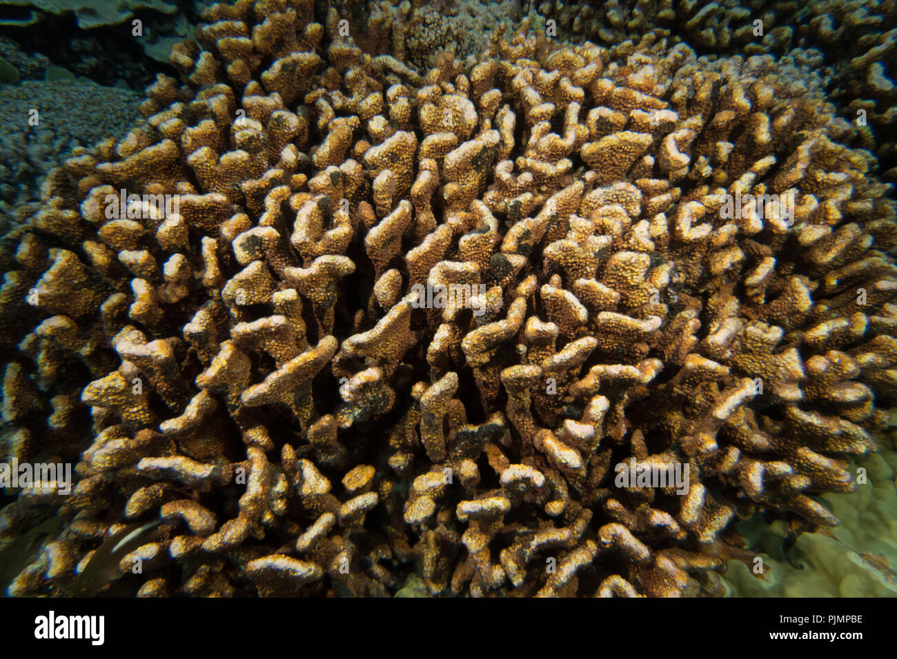 Diving on the reef of Millennium atoll in Kiribati showing the dead ...