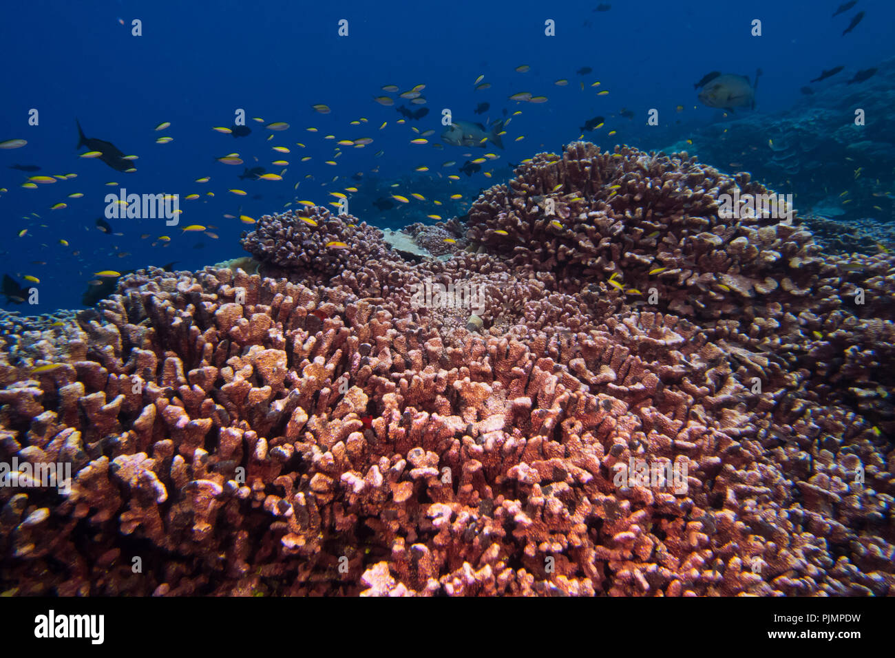 Diving on the reef of Millennium atoll in Kiribati showing the dead ...