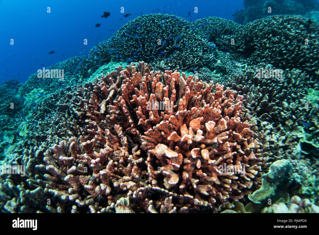Kiribati coral hi-res stock photography and images - Alamy