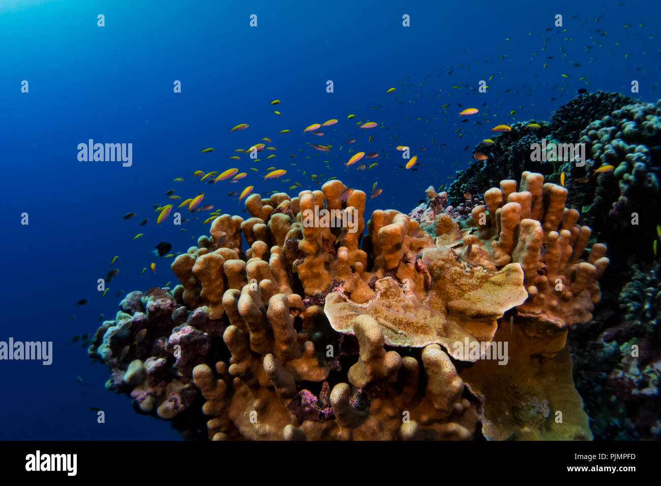 Diving on the reef of Millennium atoll in Kiribati showing the dead ...